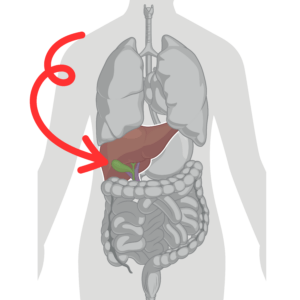The Gallbladder: A Vital Organ for Healthy Digestion and Detoxification ...